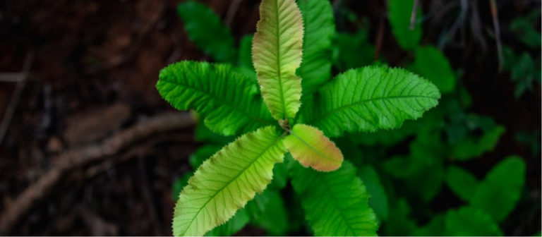 Home - Kosher Climate