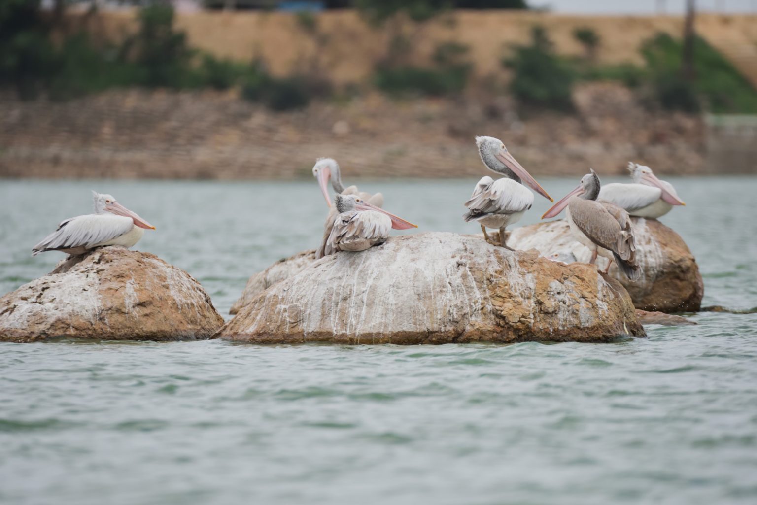 Nature-Based Solutions & Community Development - Kosher Climate